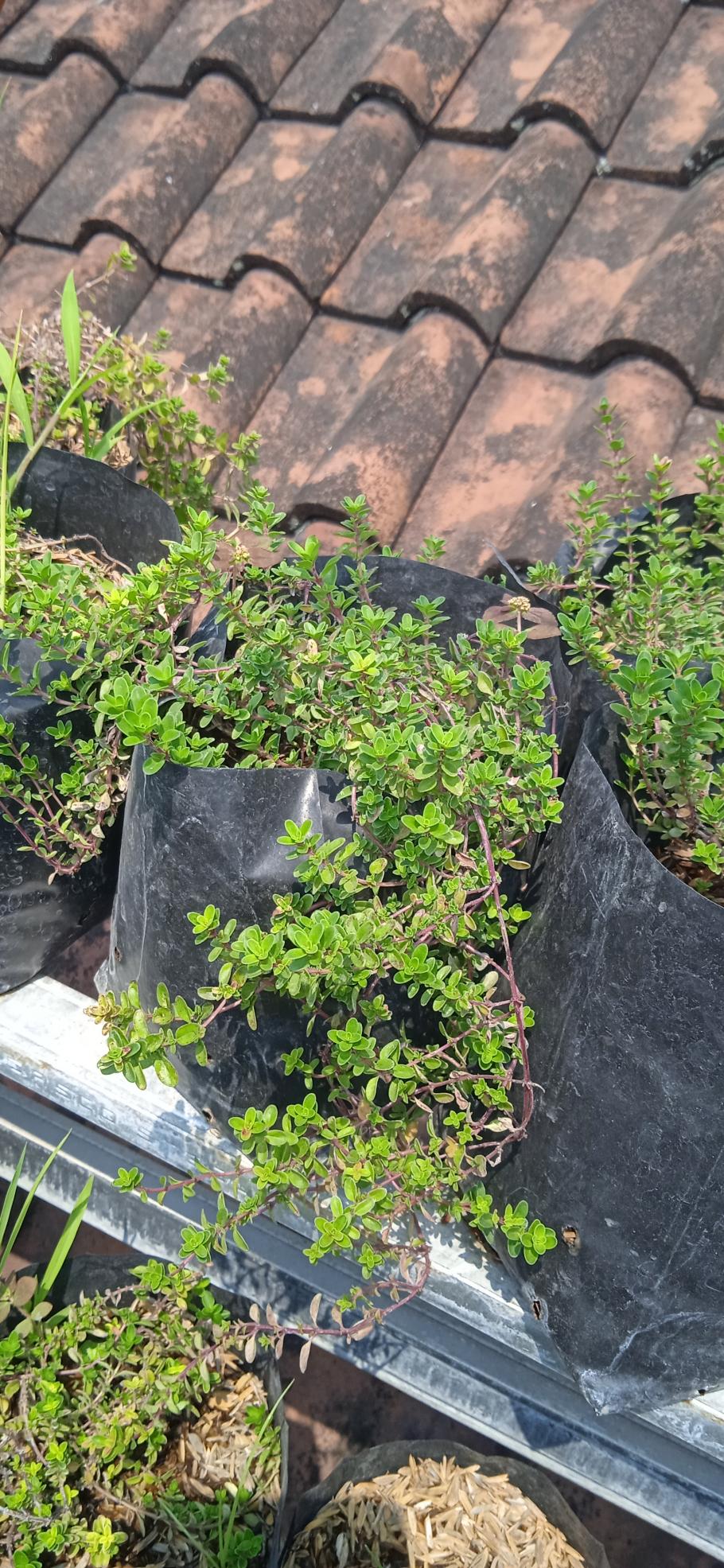 Thyme: Bumbu Masakan yang Harum dan Menyehatkan | Peatix