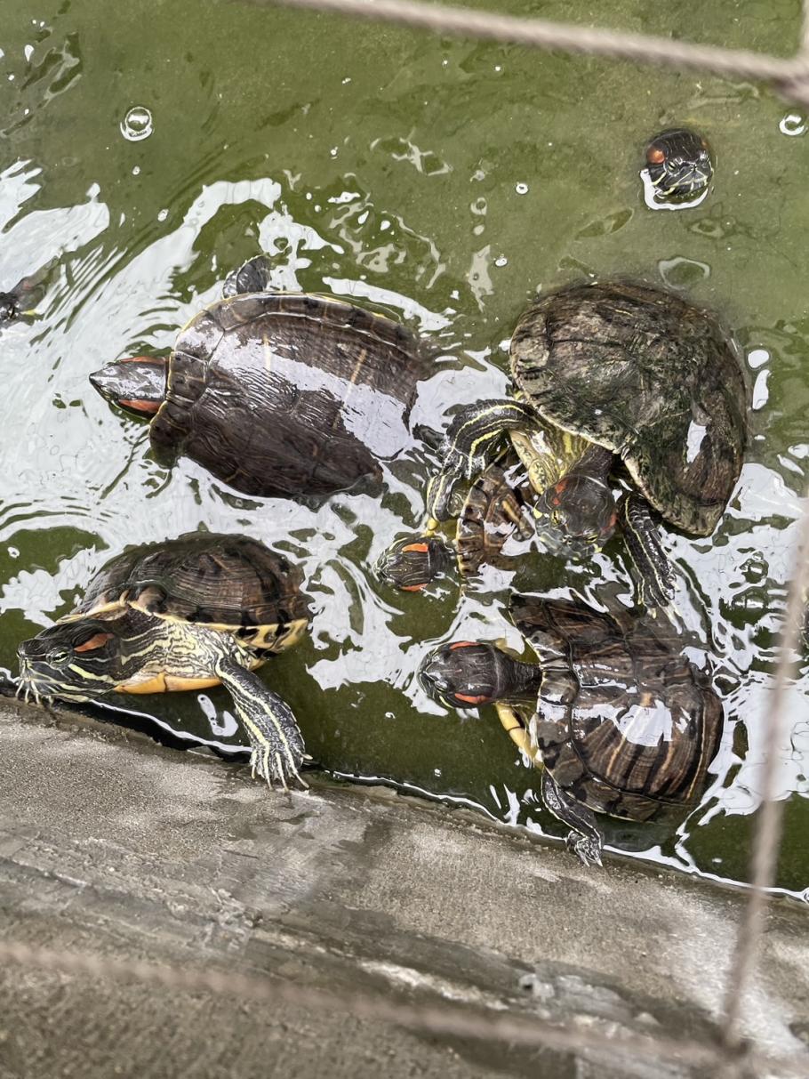 かめのおうち | Peatix