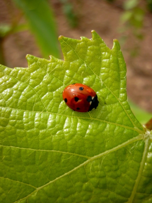 飯田・木下2社合同試飲会（ニセコ） | Peatix