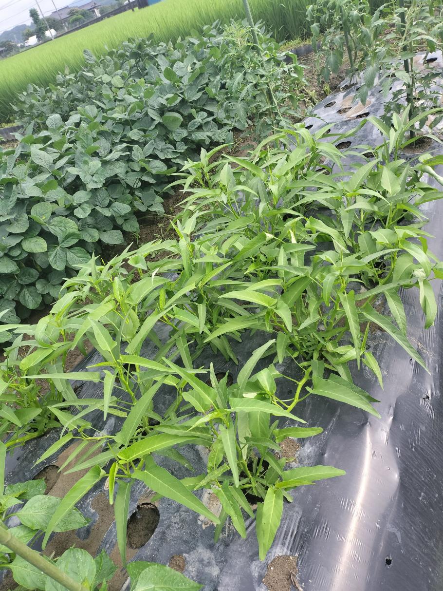 風の農縁～農を通じて御縁を繋げる～ | Peatix